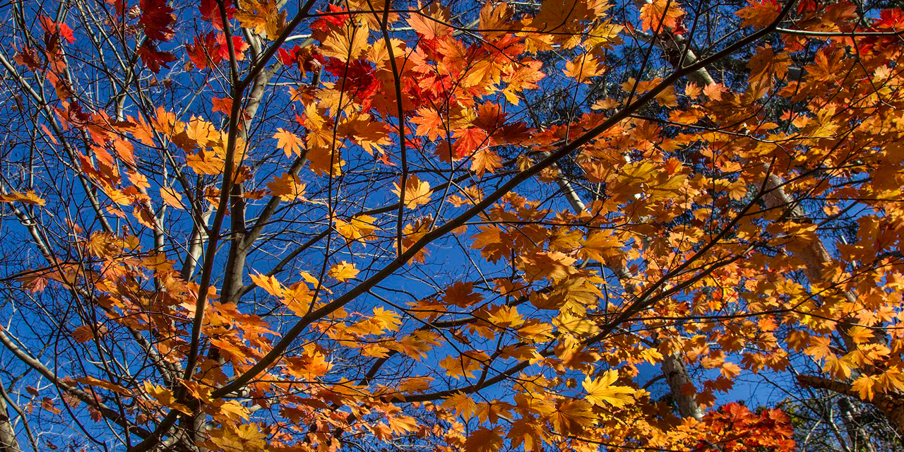 Planning Ahead: Worship in October | Calvin Institute of Christian Worship