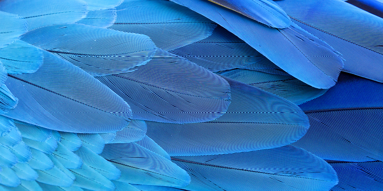 The Wings of God: Psalm 91 - Sermon Notes | Calvin Institute of ...